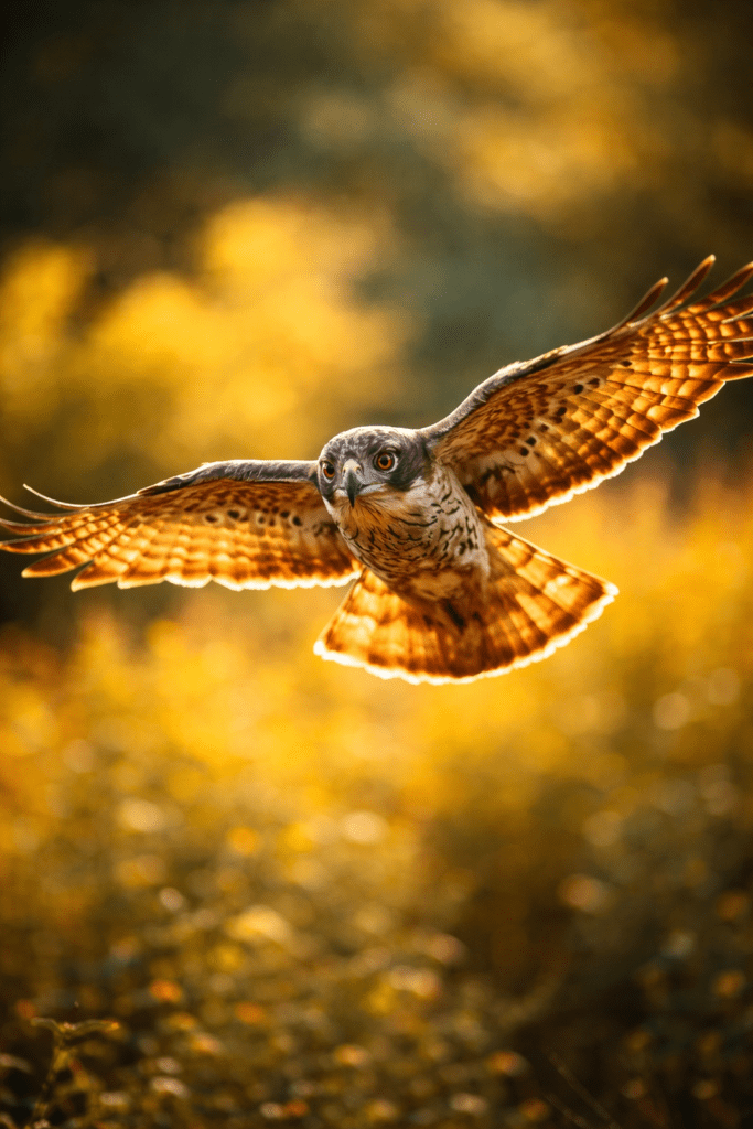 What Makes the Visionary Hawk’s Hunting Skill a Masterclass in ...