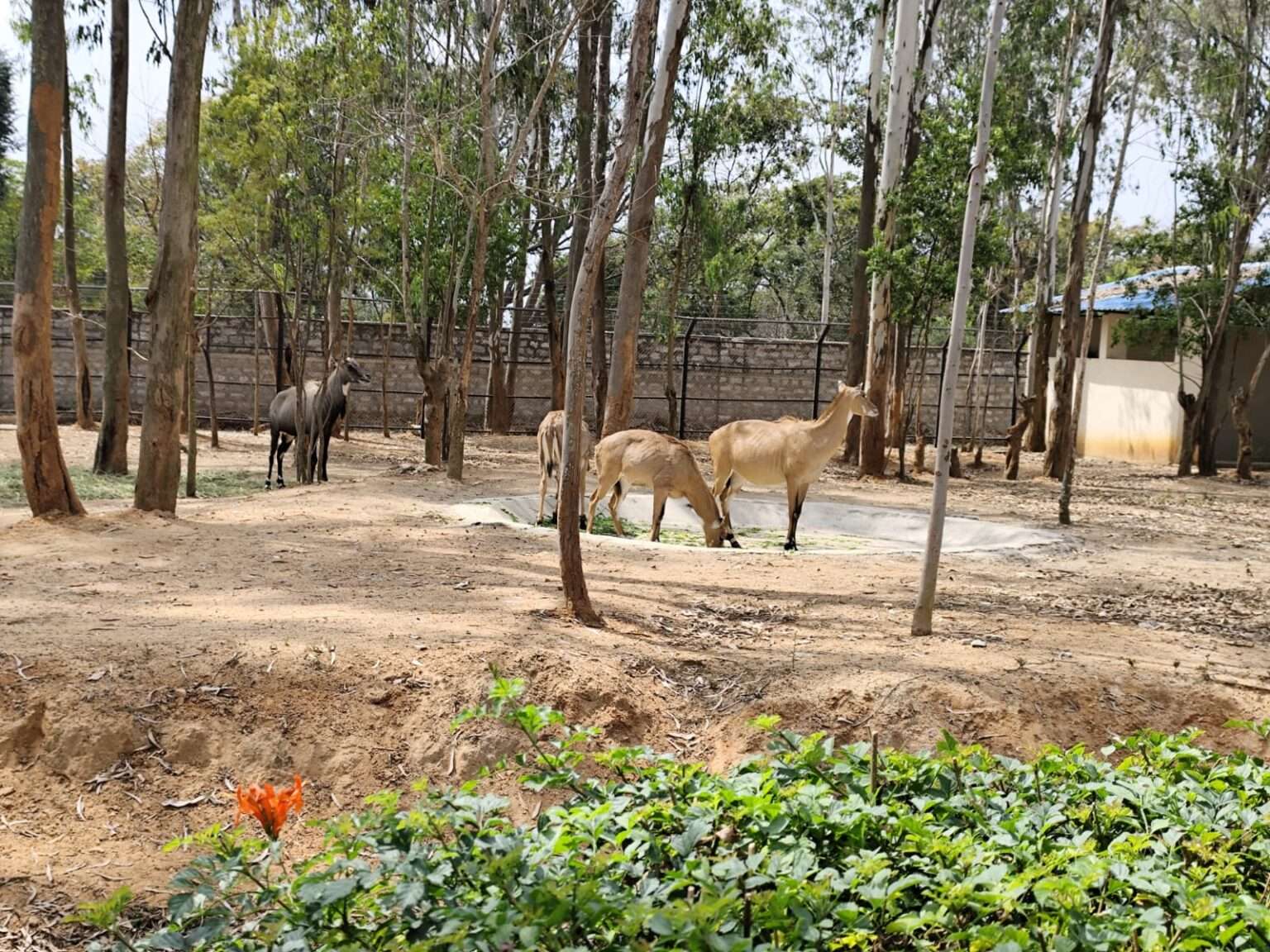 Why Does the Blue Antelope (Nilgai ) Feel Like a Blessing from the ...