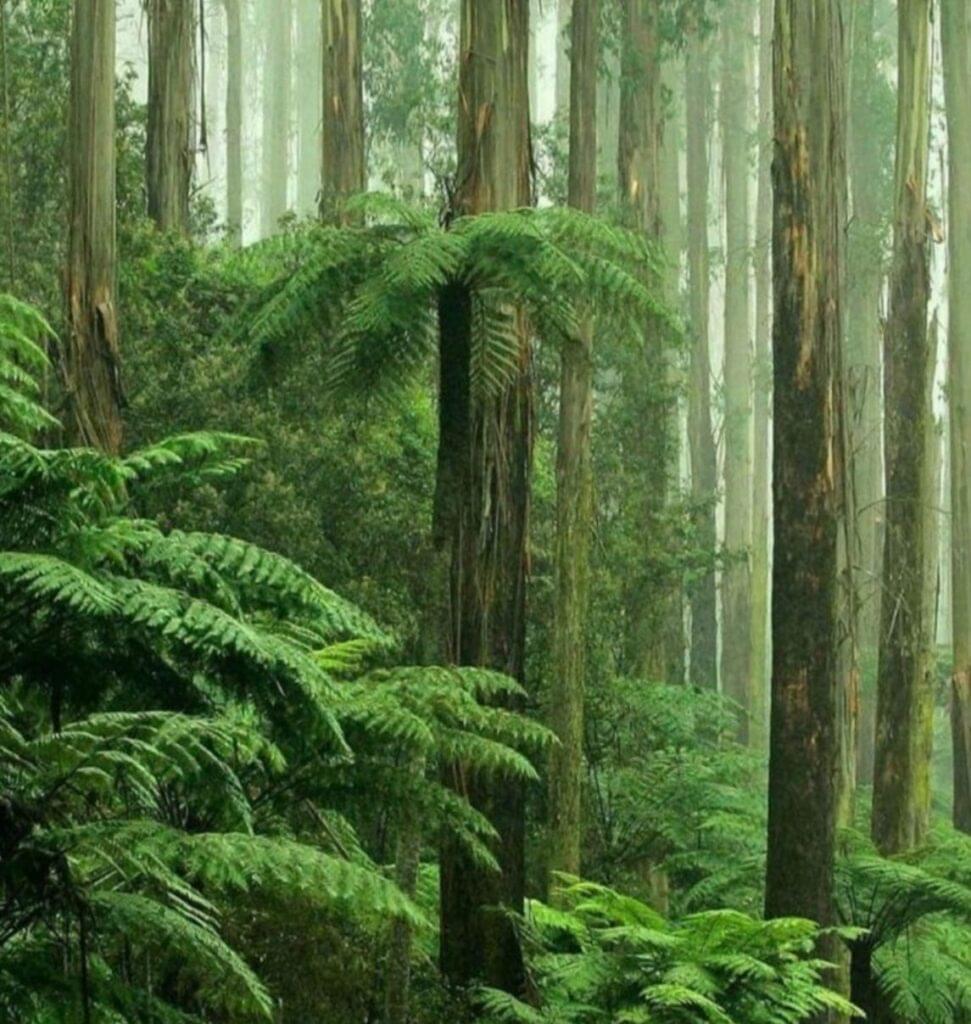 Rainforests Under Threat: The Urgent Call to Save Them (2025) - Natural ...